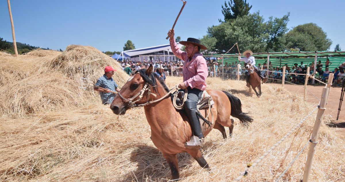 Bulnes promete la trilla a yegua suelta más grande de la región: conoce ...