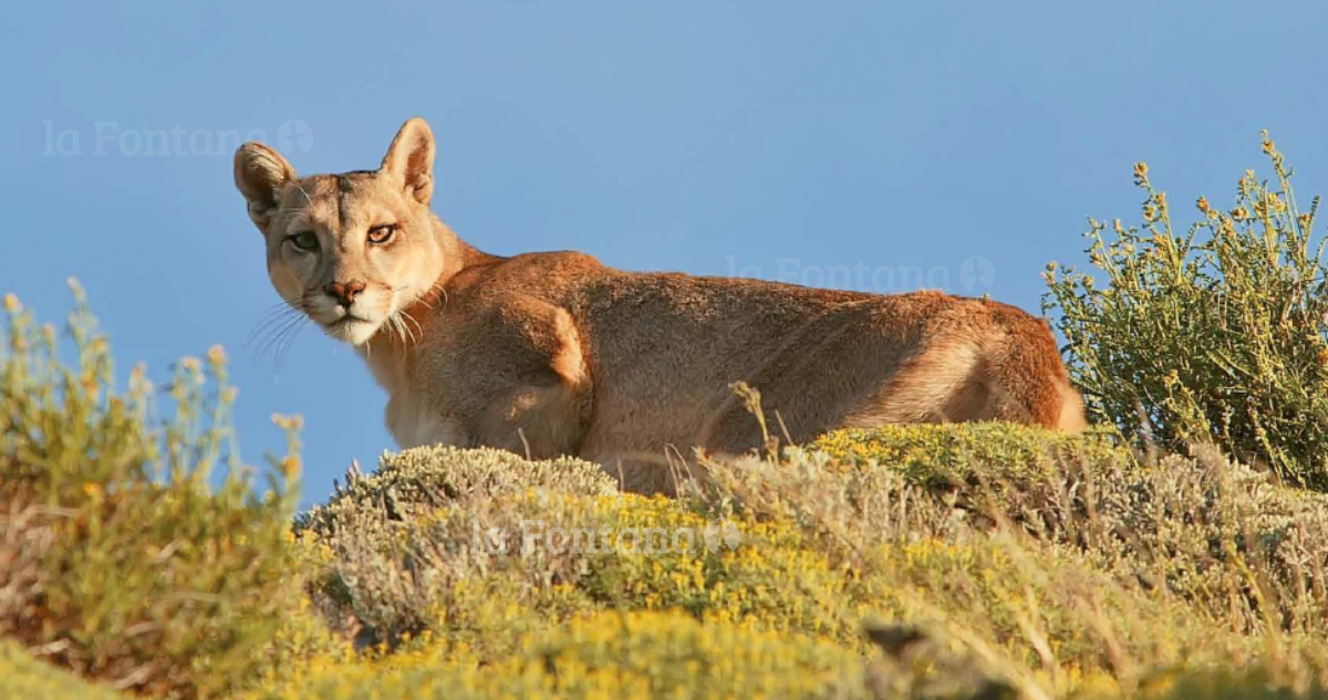 SAG confirma avistamiento de puma en Saltos del Itata, Yungay: "Es su ...