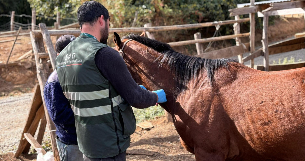 Confirman primer caso de anemia equina en Ñuble: protocolo incluye ...